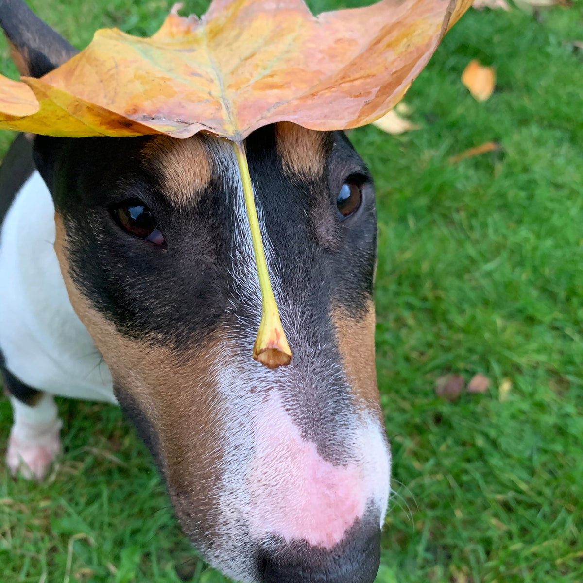 Autumn Walks: Colours, Care and the Secret World of Mushrooms – Anna Webb