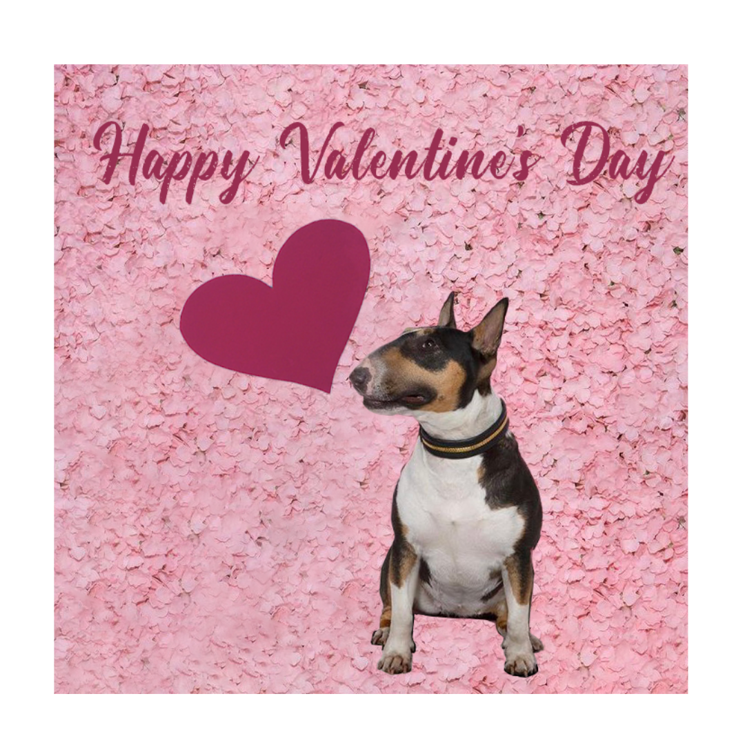 And they called it Puppy Love – Anna Webb